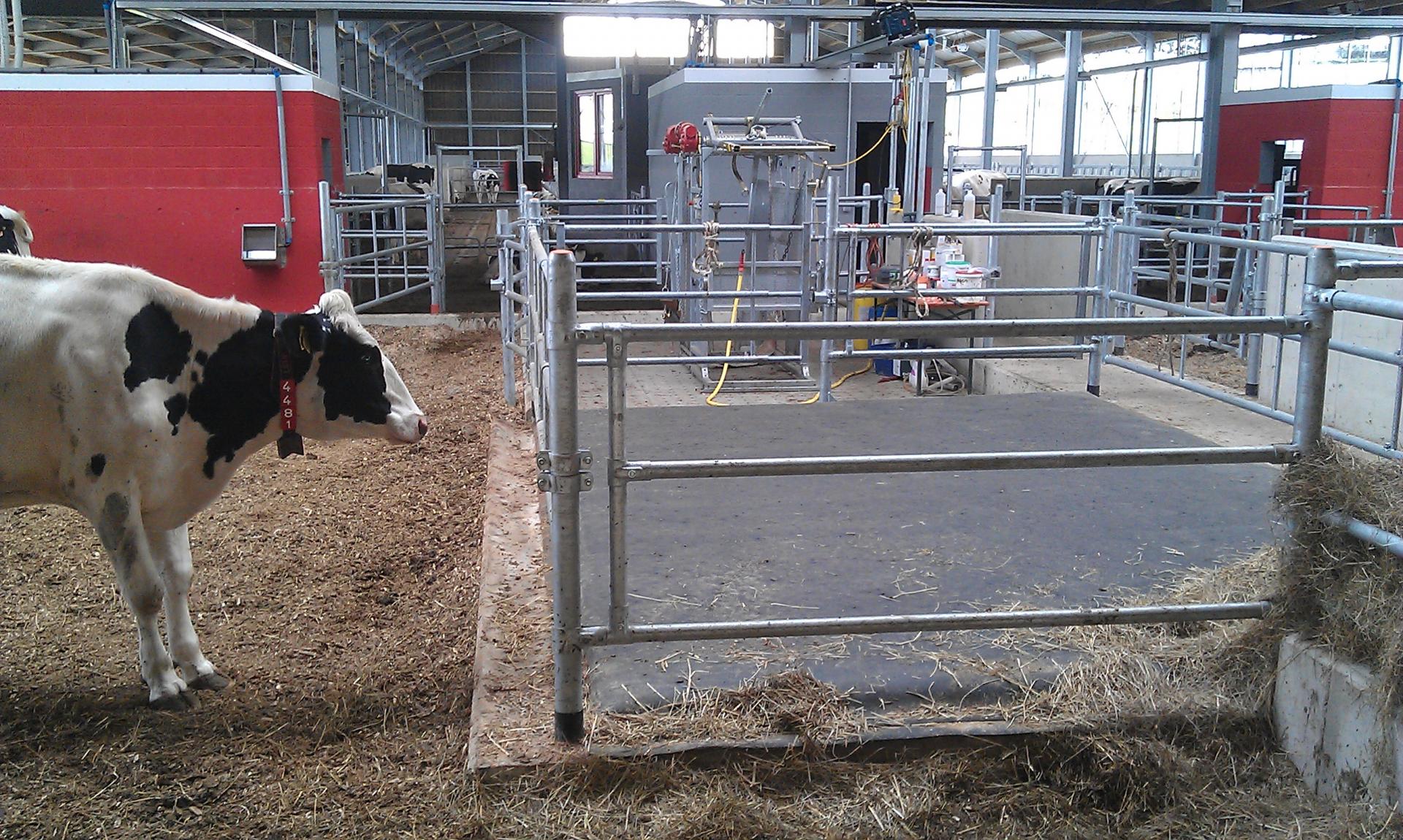 Calving Pen mattress | Cowhouse