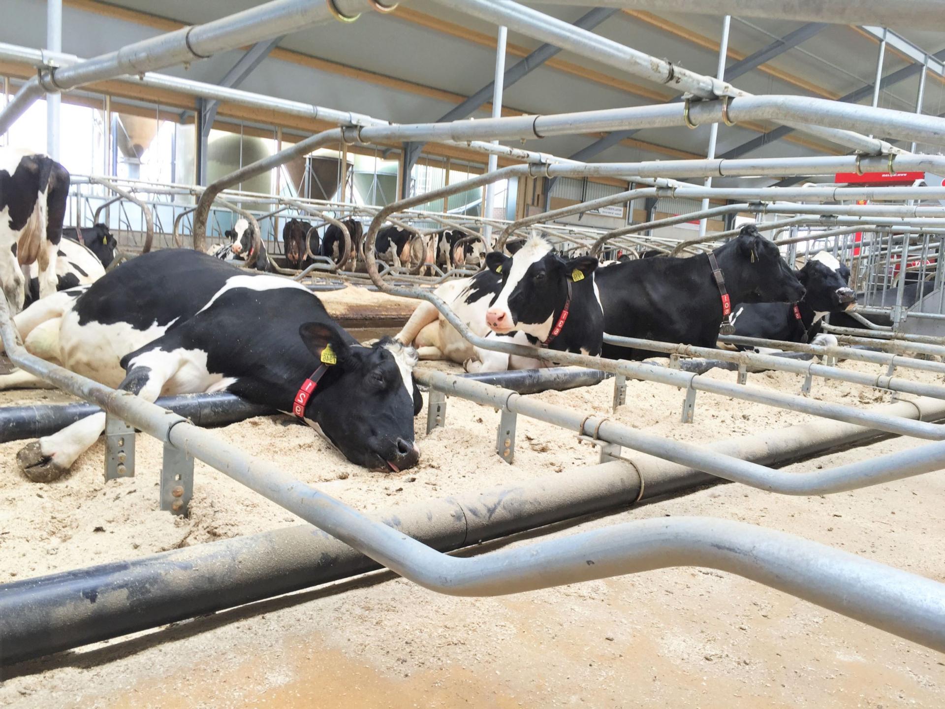 Comfort Zone Liegebox | Cowhouse