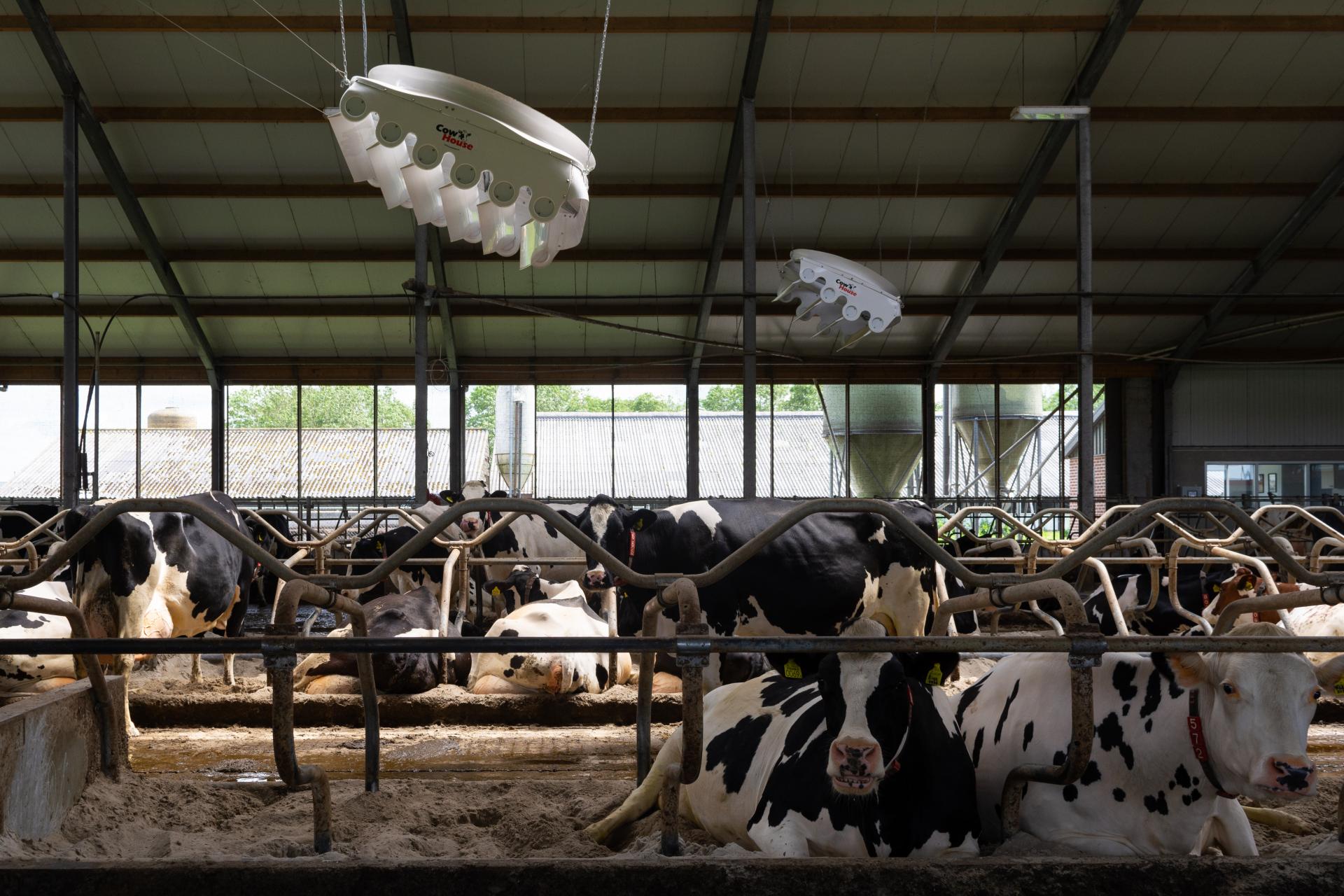 Windforce | Cowhouse