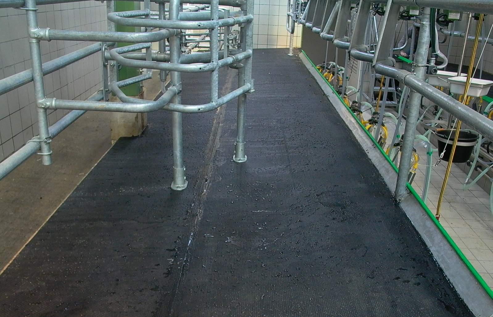 Dairy Floor | Cowhouse