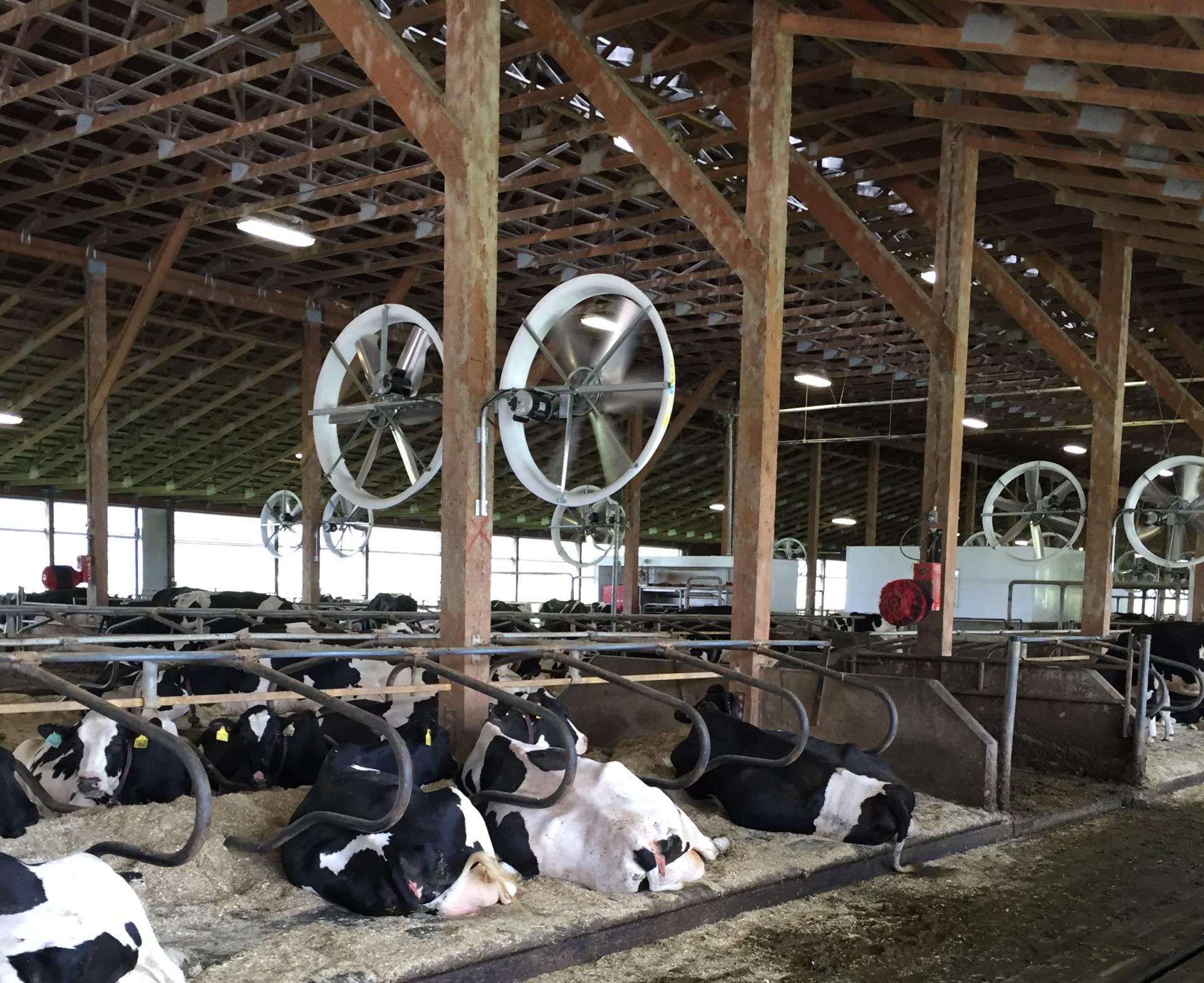 Breeze Fan | Cowhouse