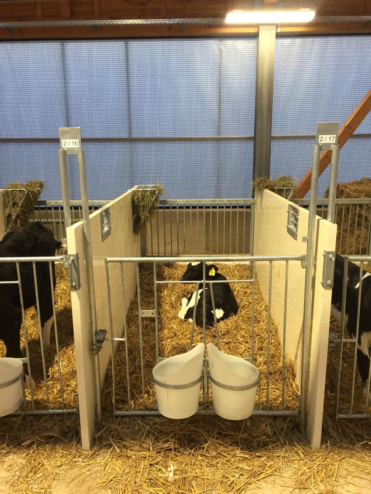 Calf Zone Kälberboxensystem | Cowhouse