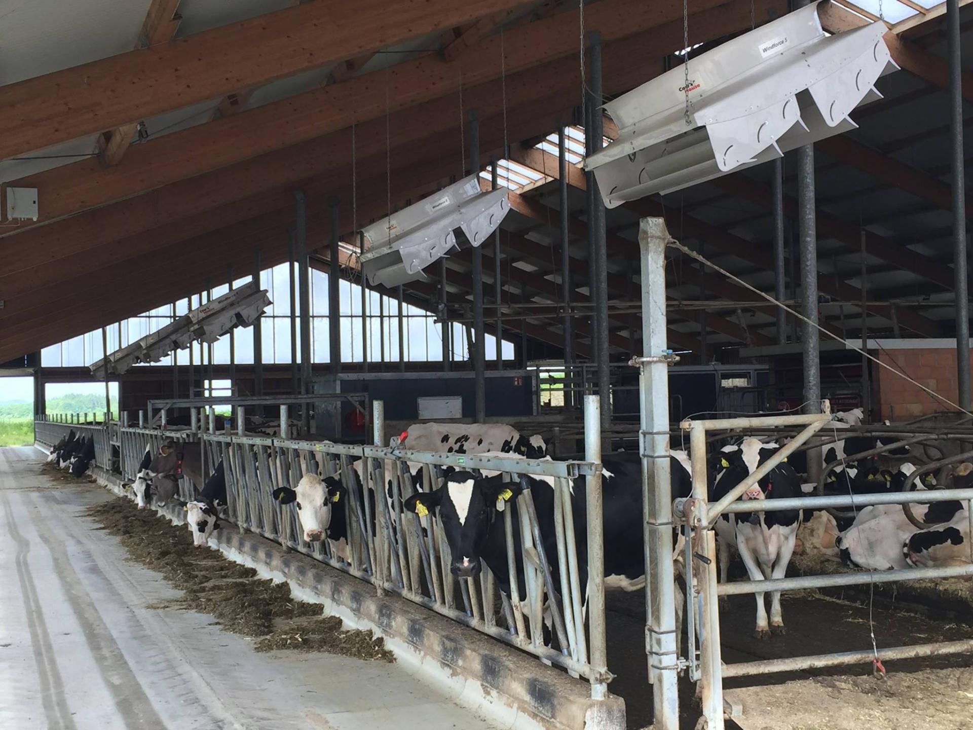 Windforce | Cowhouse