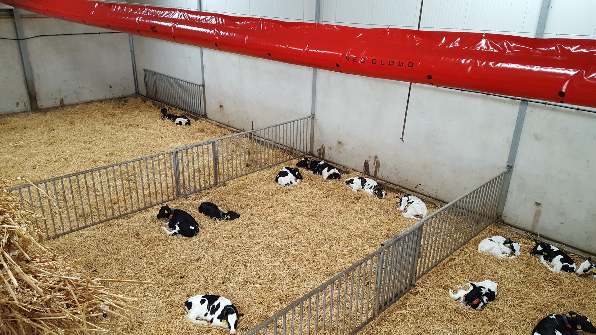 Red Cloud | Cowhouse