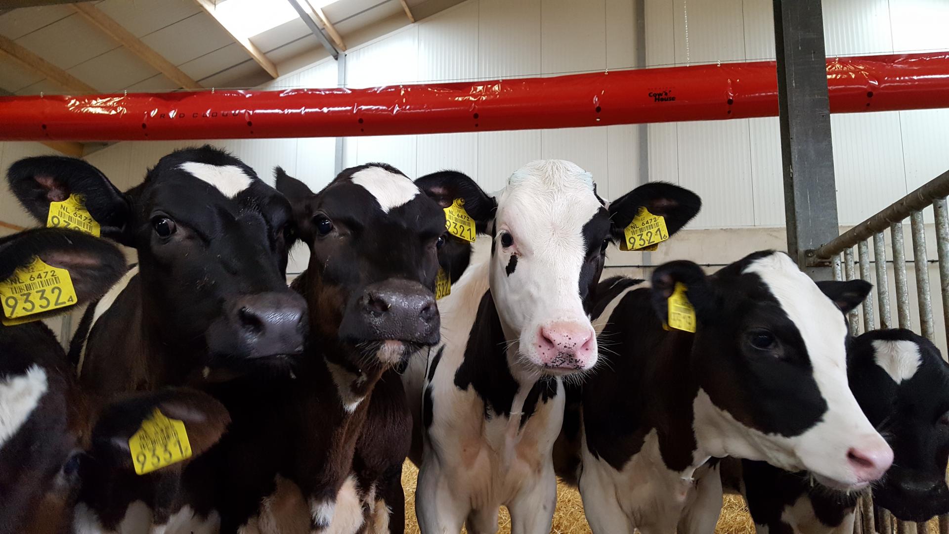 Red Cloud | Cowhouse