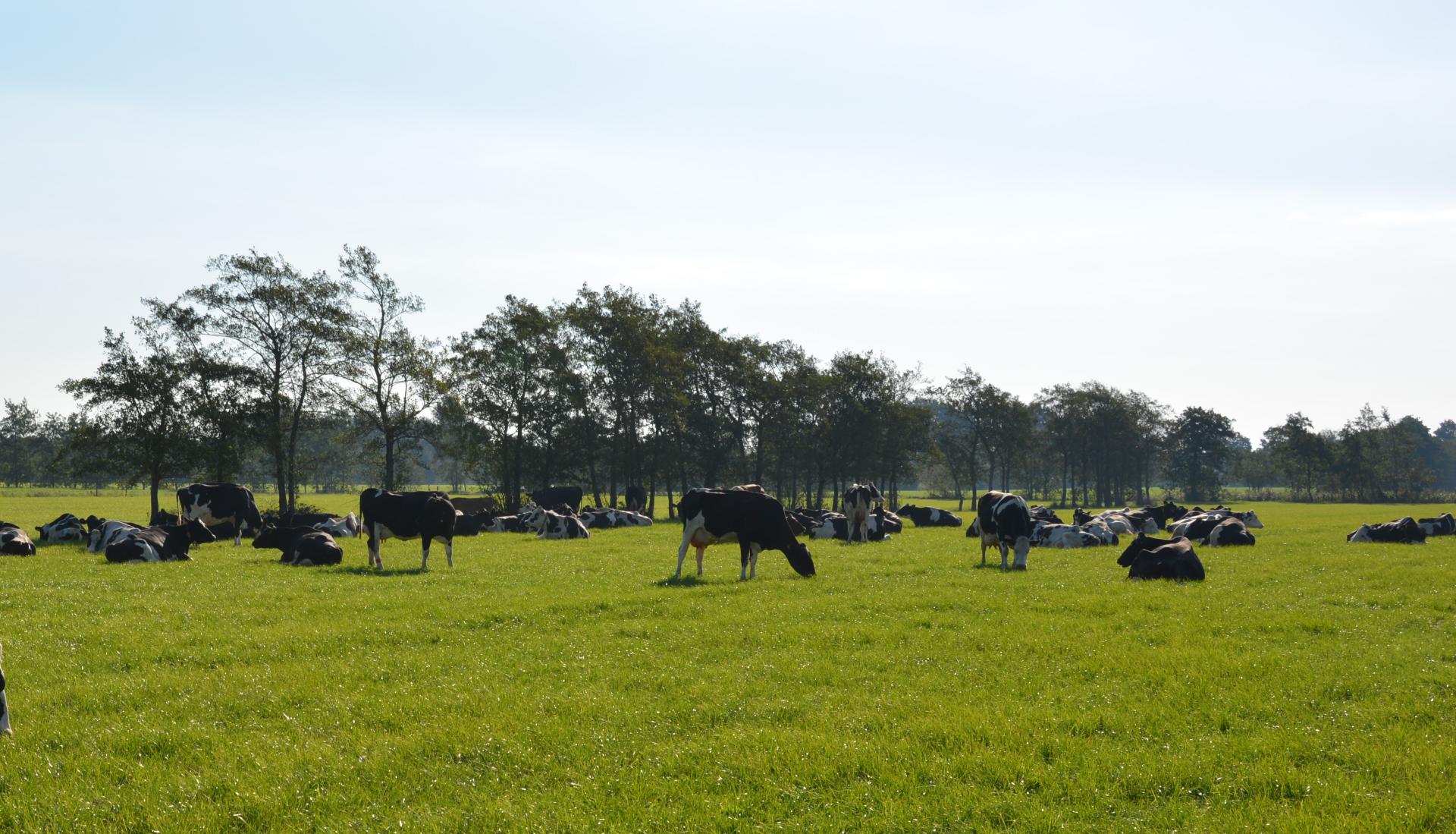 Why we care | Cowhouse