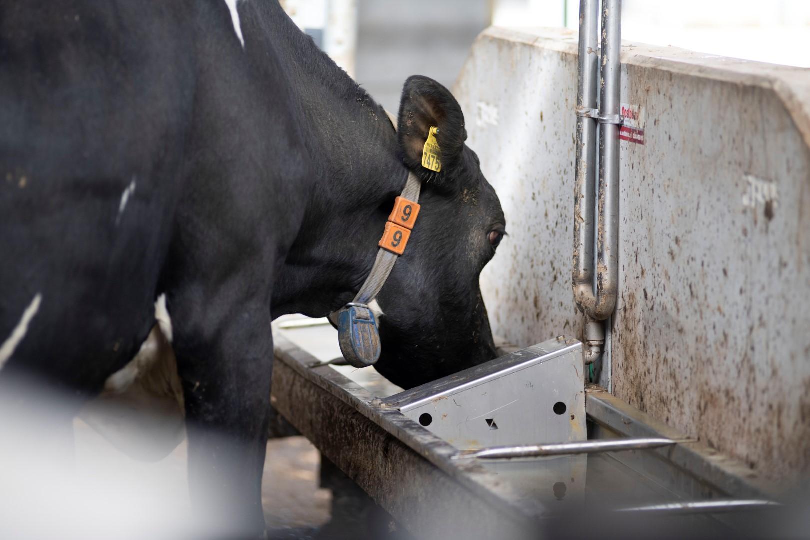 Watervoorziening | Cowhouse