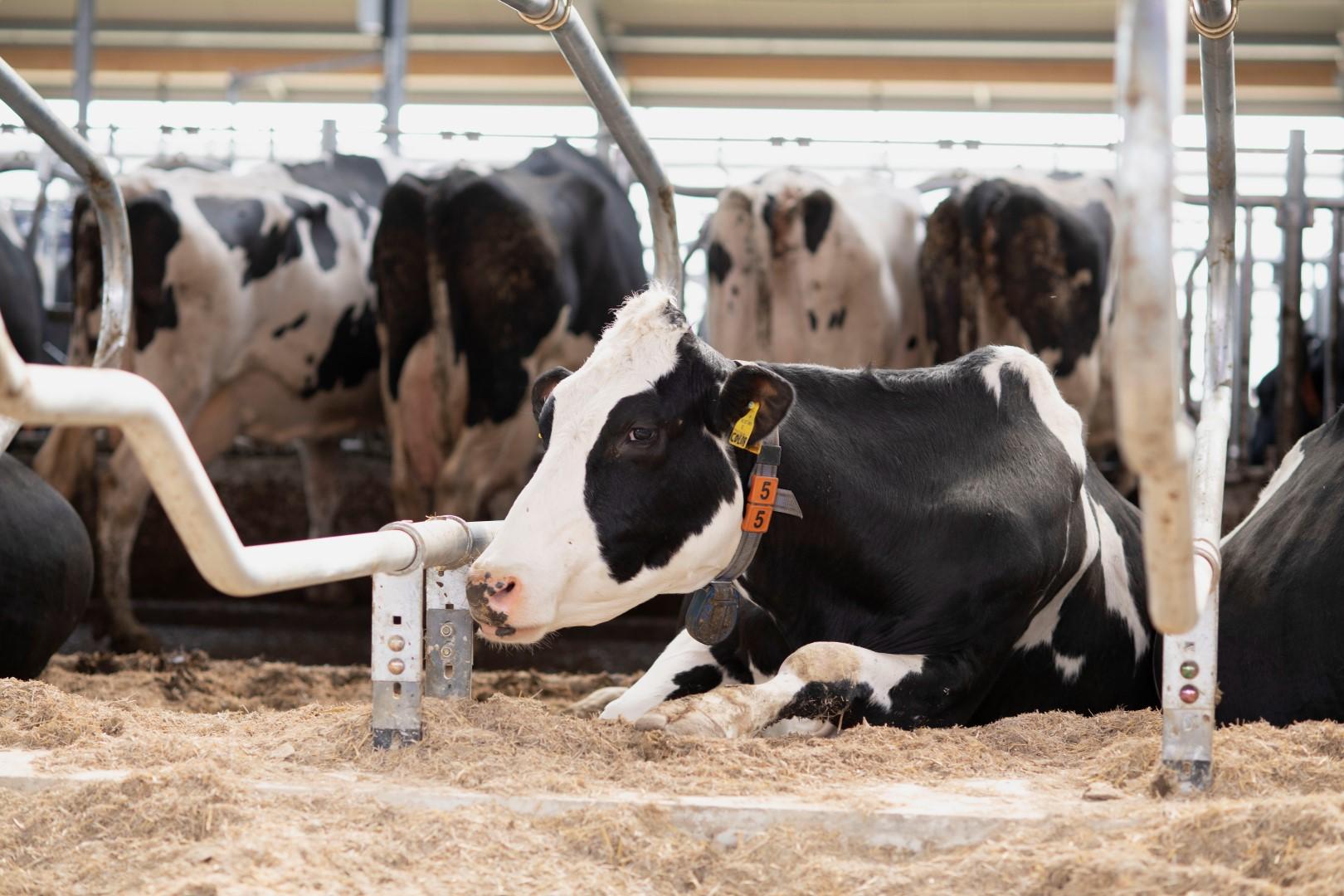 All about barns | Cowhouse