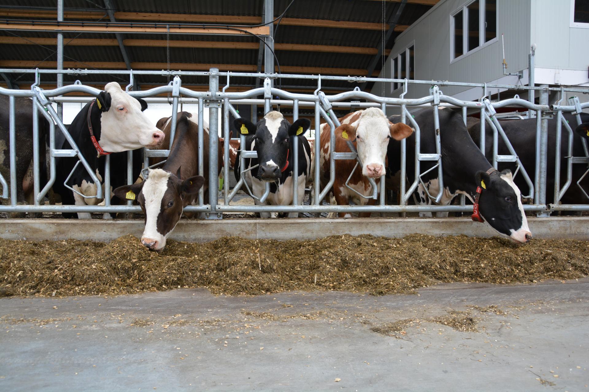 CSL Feed Fence | Cowhouse