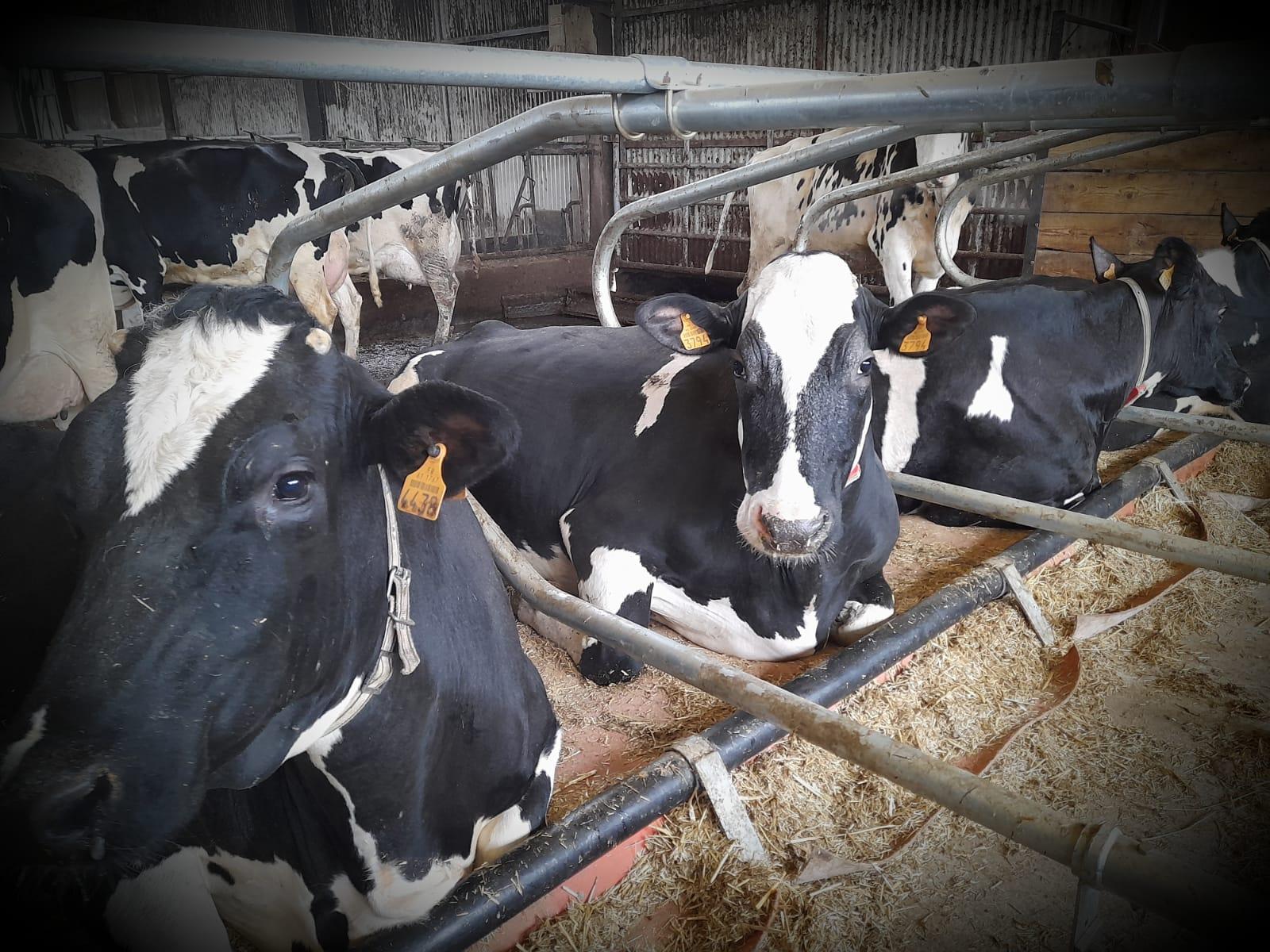 Ervaring familie Georges | Cowhouse