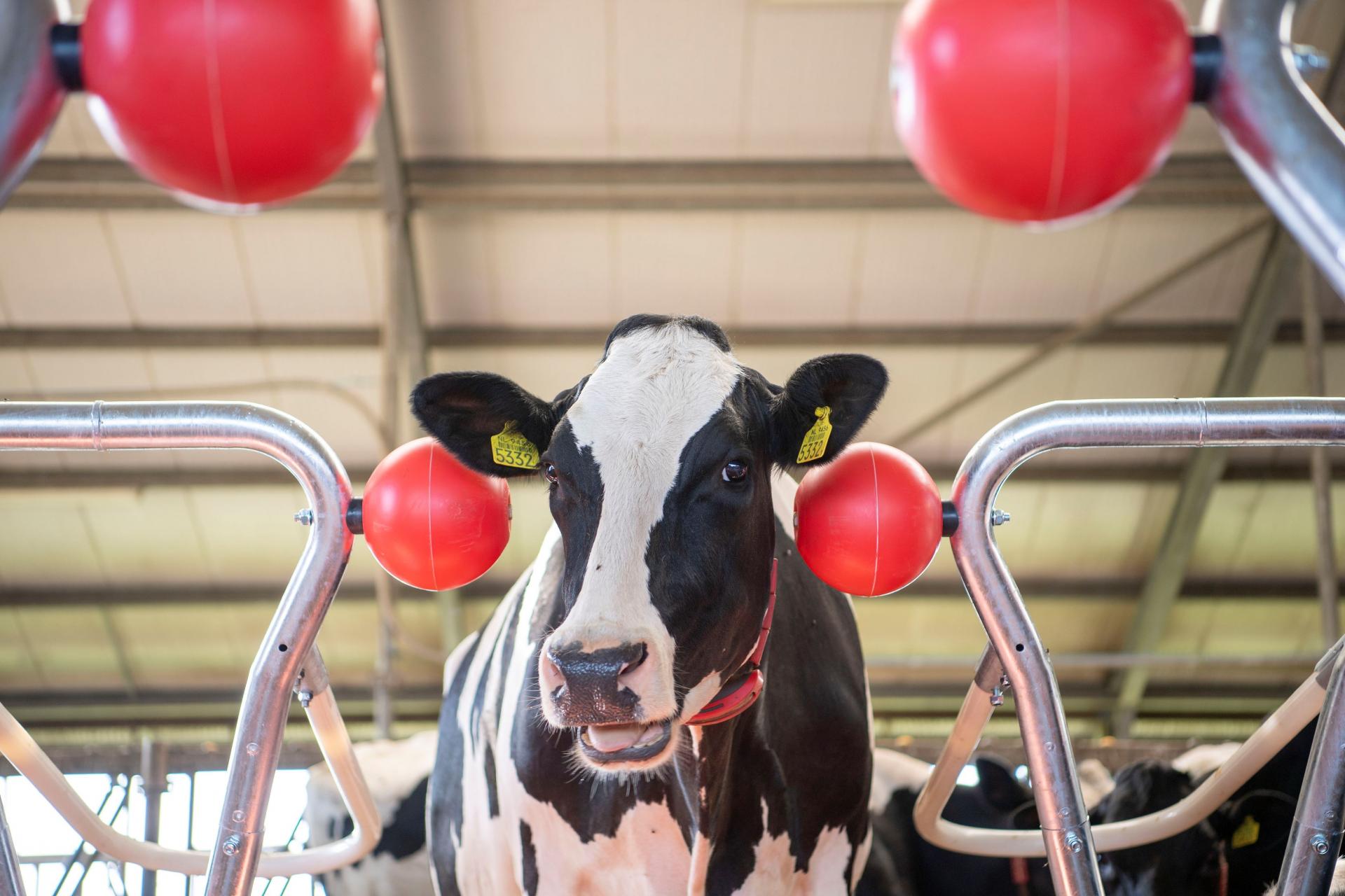 Dreamstall stall divider | Bluebear