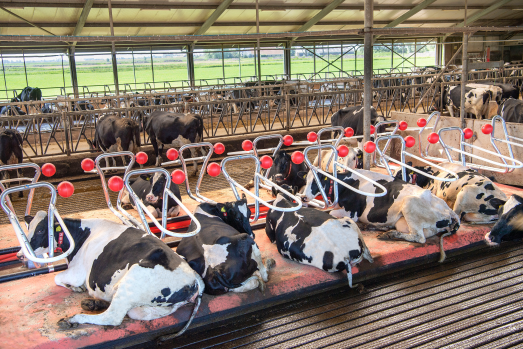 Dreamstall stall divider | Bluebear