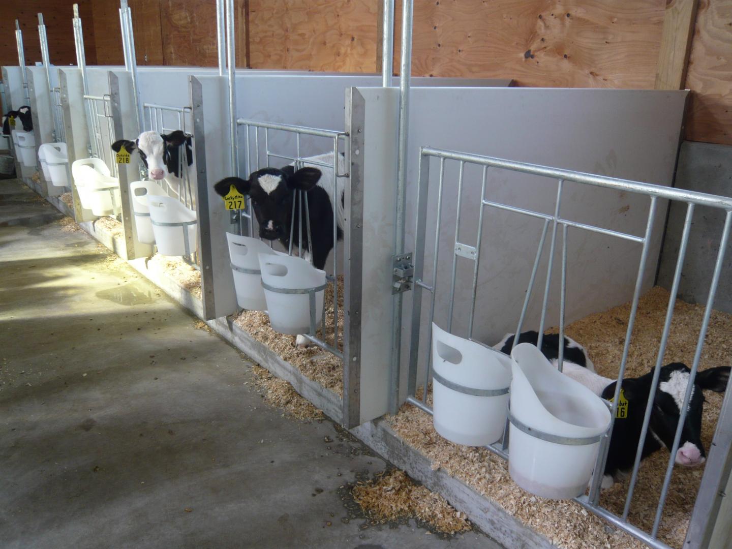 Calf Zone | Cowhouse