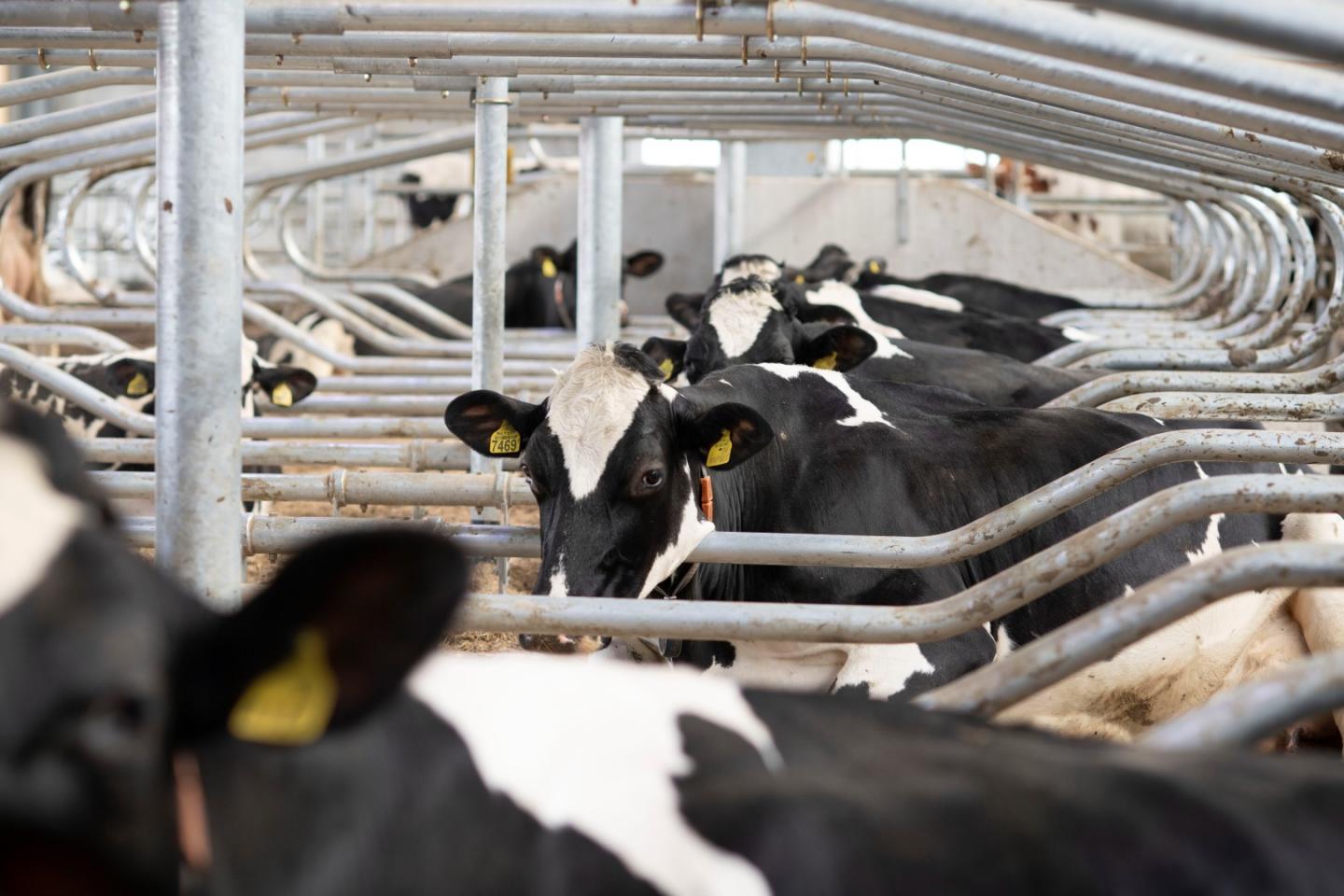 Comfort Zone stall divider | Cowhouse