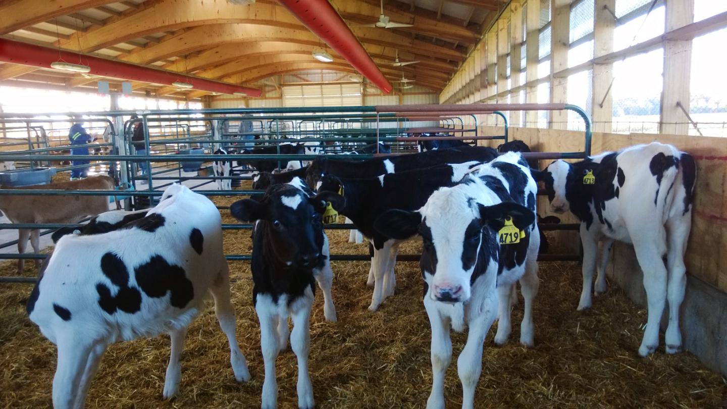 Red Cloud | Cowhouse