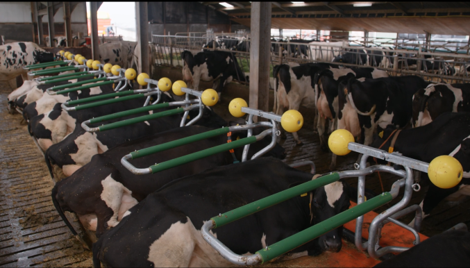 Animal Welfare Award with new stall divider 'Dreamstall' | Cowhouse