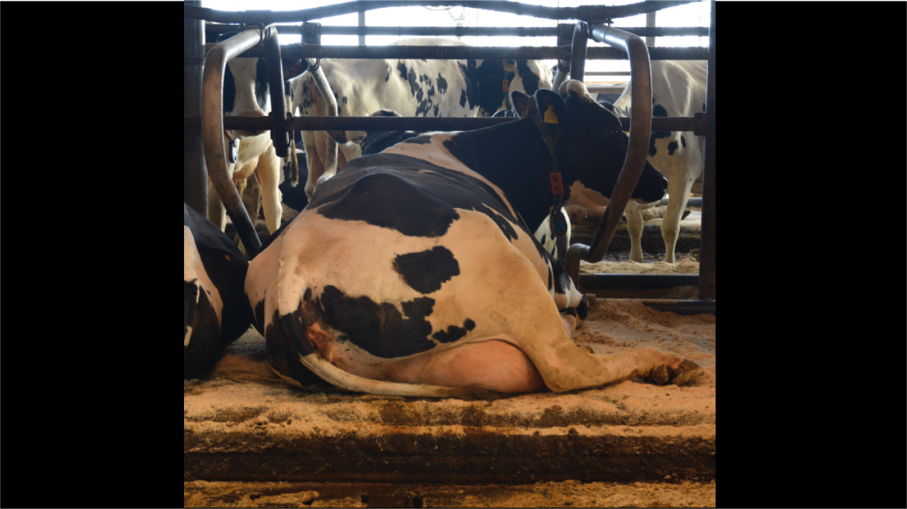 “Comfortabele koeien dankzij een zacht ligbed én de juiste ...