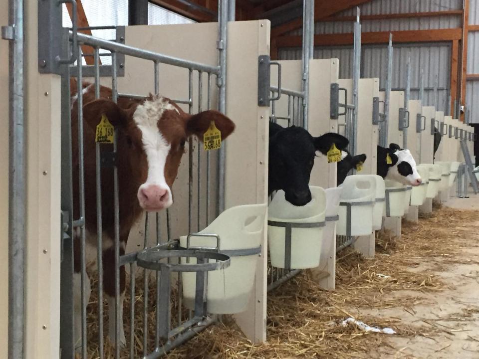 Calf Zone | Cowhouse