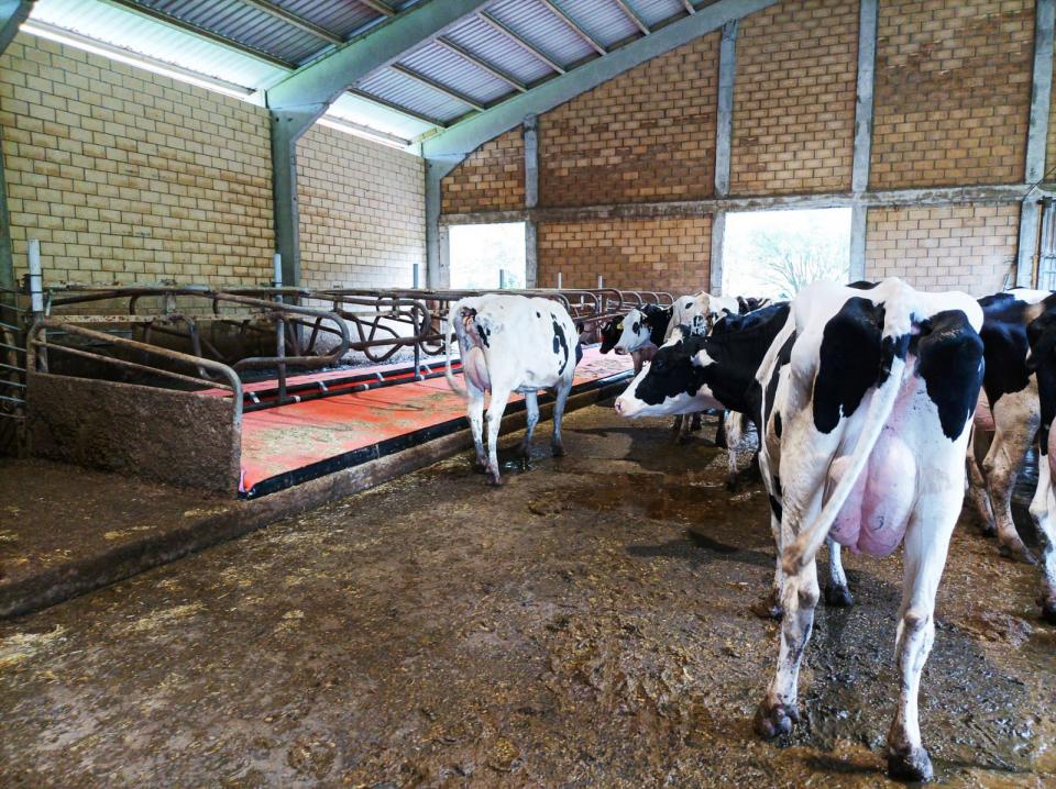 Spaanse koeien genieten van Dutch Mountain koematrassen | Cowhouse