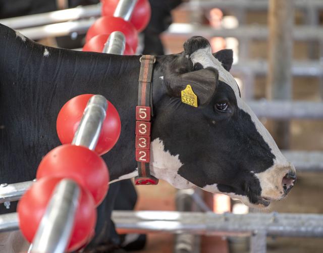 Dreamstall stall divider | Bluebear